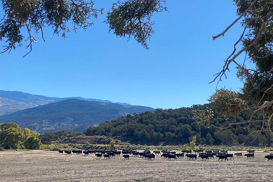 The North Farm, LLC - Colona, Colorado